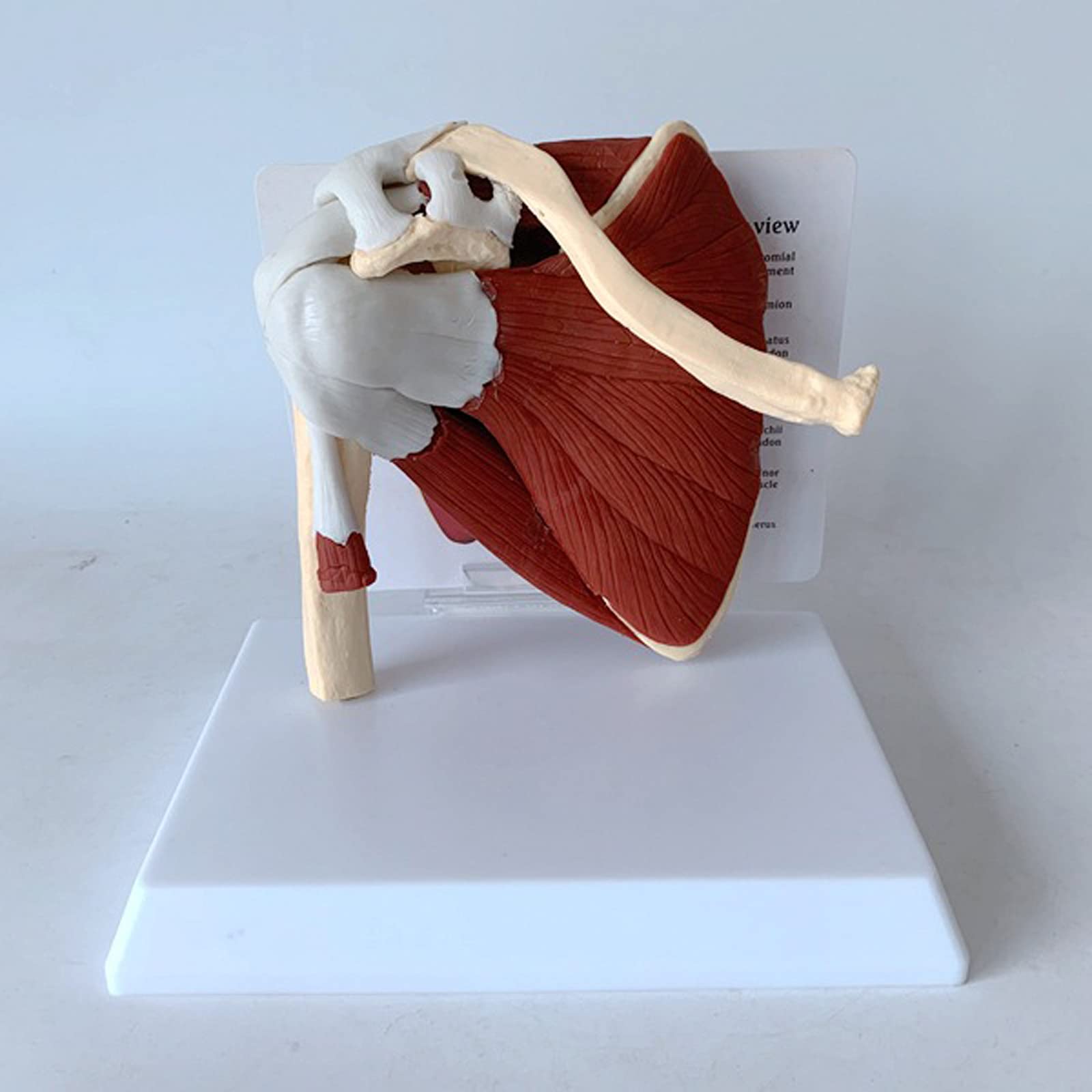 Anatomy Shoulder Human Shoulder With Muscle Anatomy Model, Shoulder ...