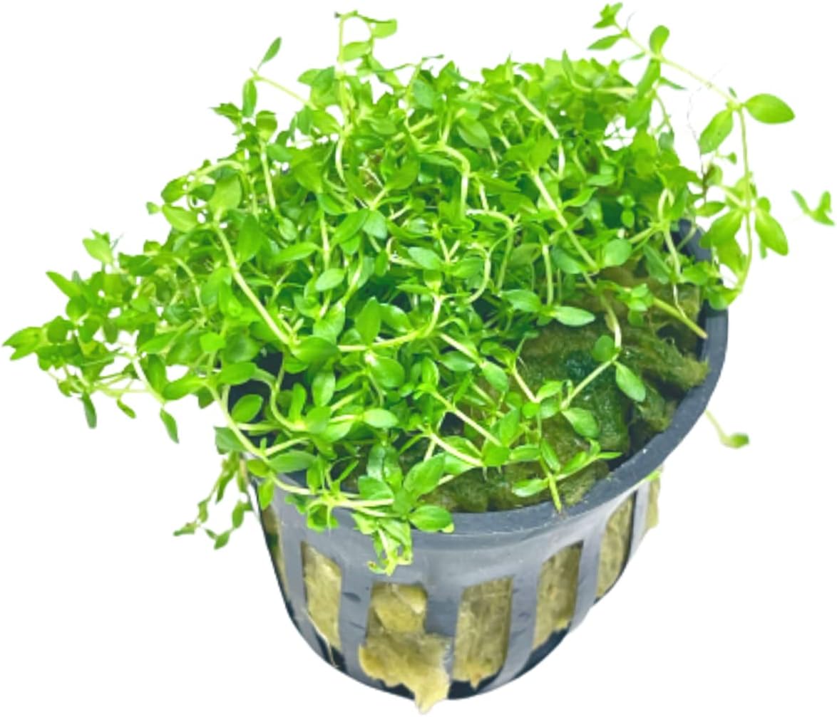 Amazon.com: Mainam Pearl Weed Hemianthus Micranthemoides Potted US ...