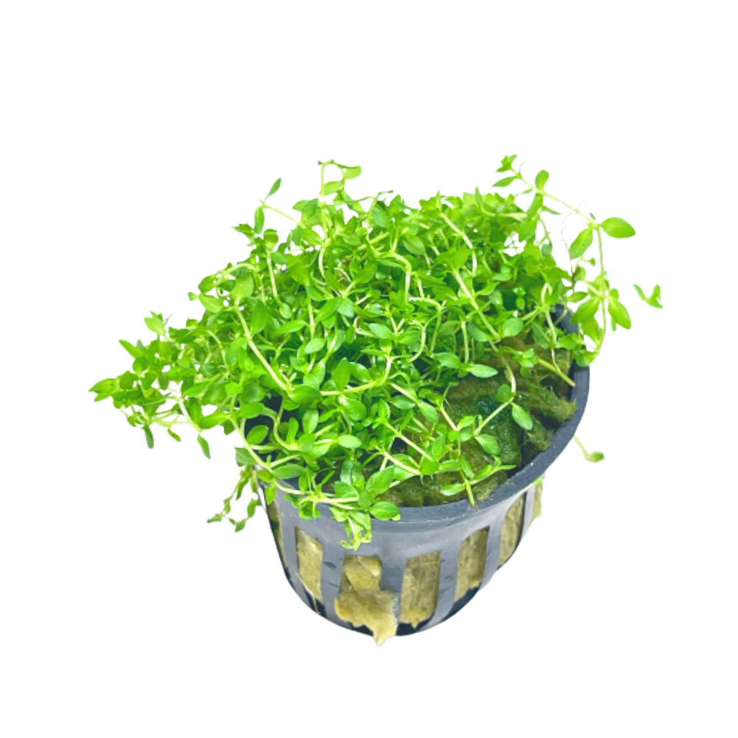 Amazon.com: Mainam Pearl Weed Hemianthus Micranthemoides Potted US ...