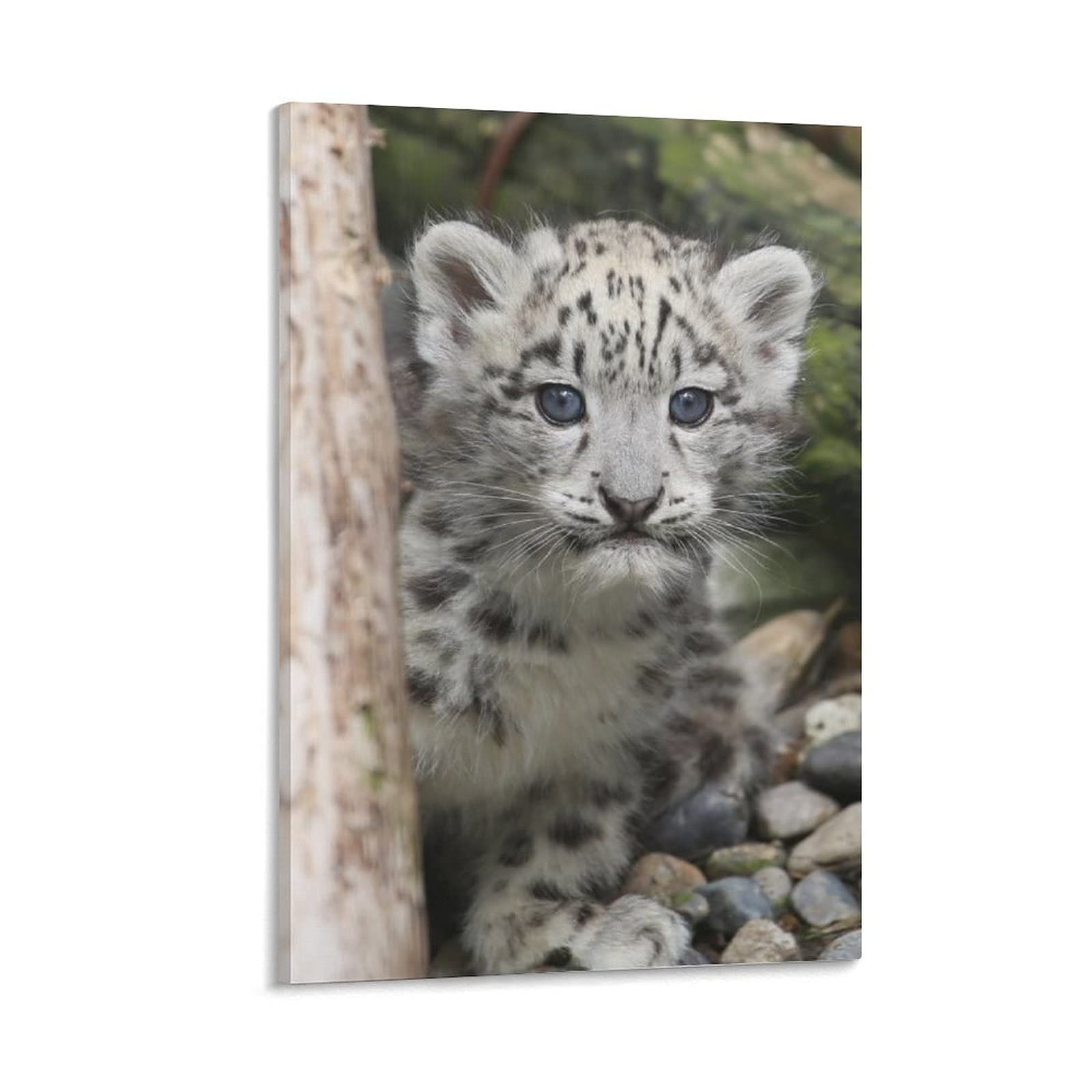 Snow Leopard Cubs With Blue Eyes