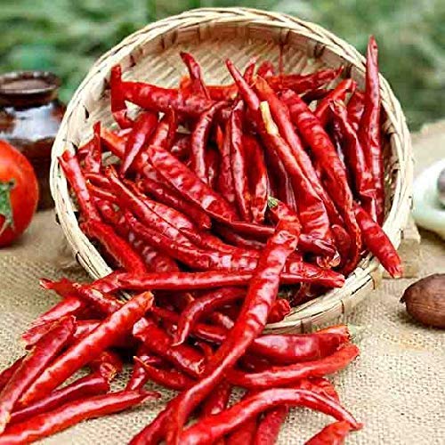 Organic World Mathania Red Chilli (Lal Mirch Sabut) Stemless (PACK OF ...