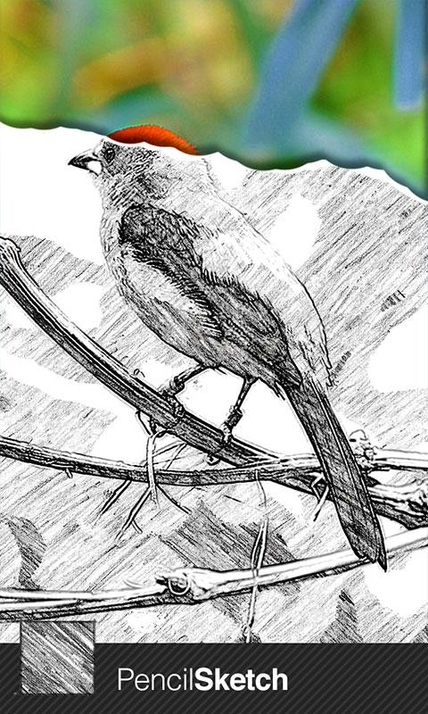 Sketch Guru Pic - App on Amazon Appstore