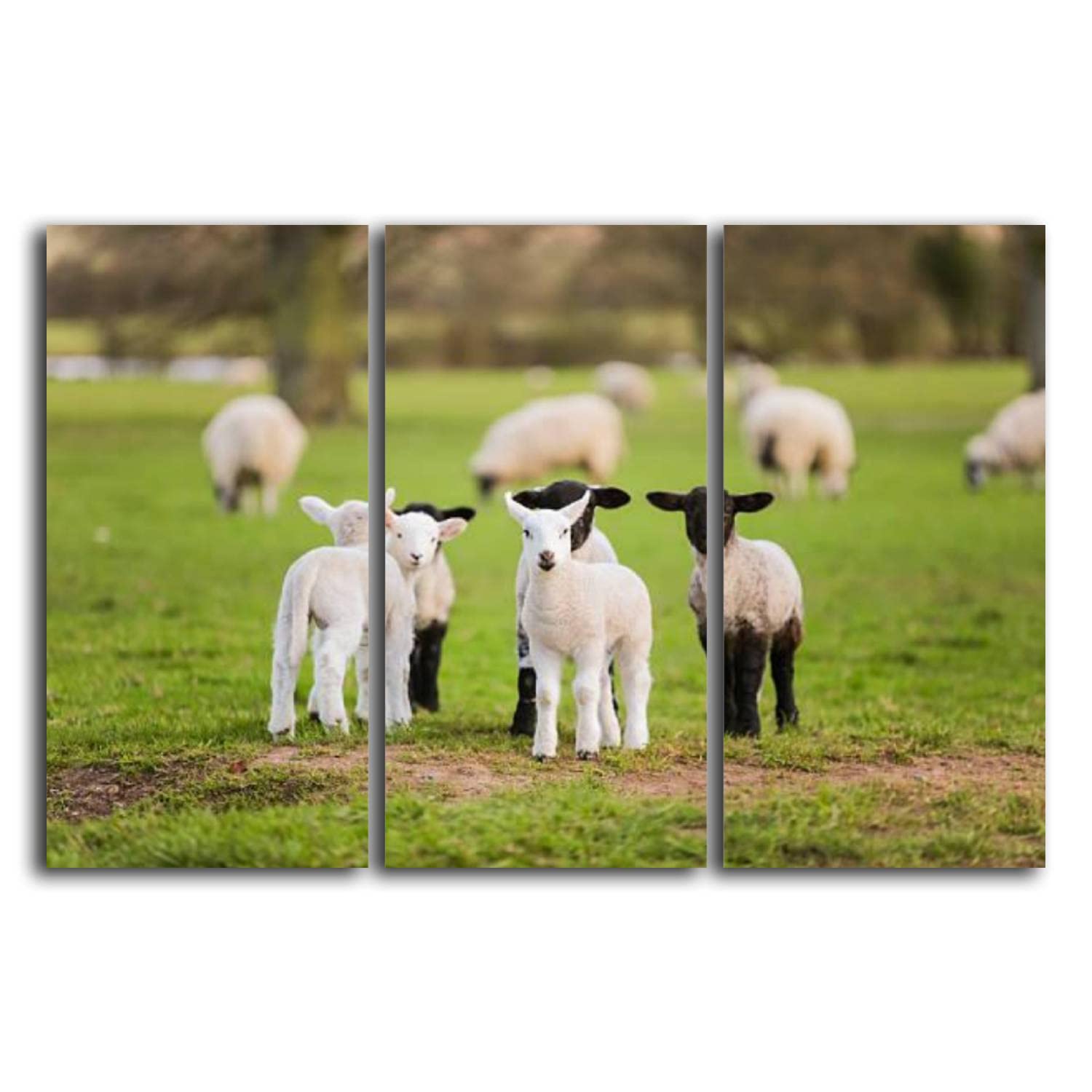 Baby Lambs In Spring