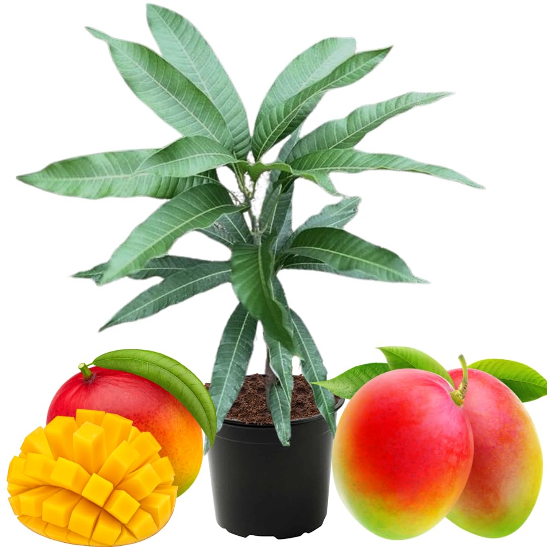 Kent Mango Tree Size