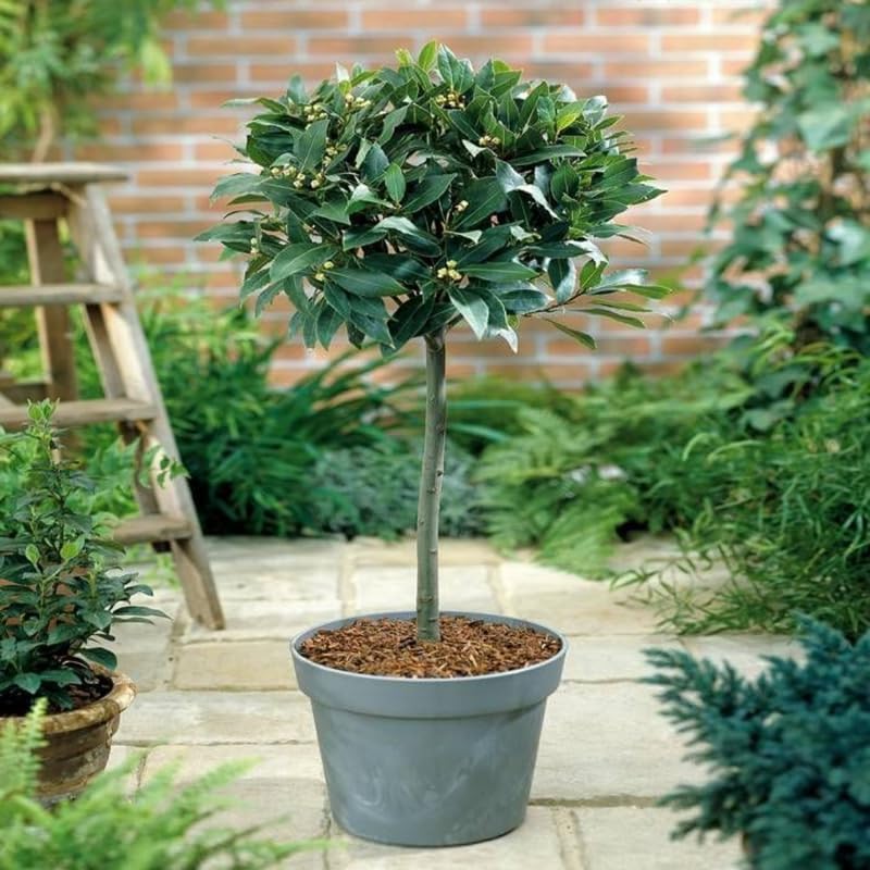 Amazon.com : 2 Live Bay Laruel Trees Sweet Bay Laurus Nobilis Plants ...
