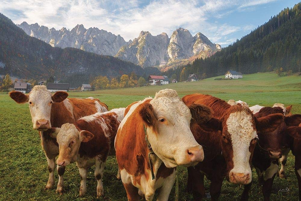 Austrian Cows