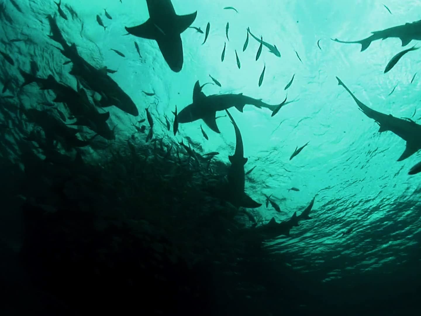 Watch I Was Prey - Season 1 | Prime Video