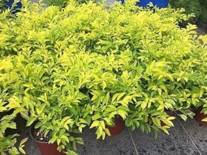 Generic Golden Duranta Live Plant Beautiful golden yellow foliage plant ...
