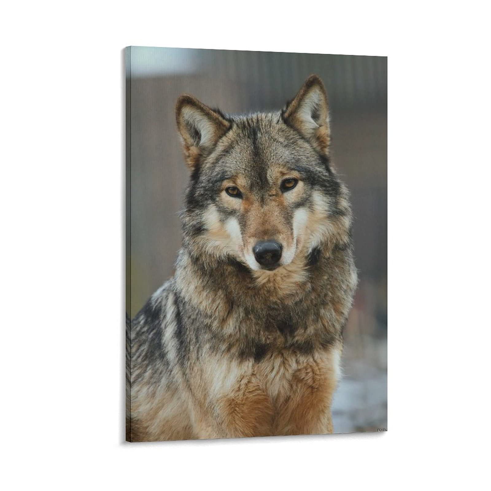 Female Brown Timber Wolf