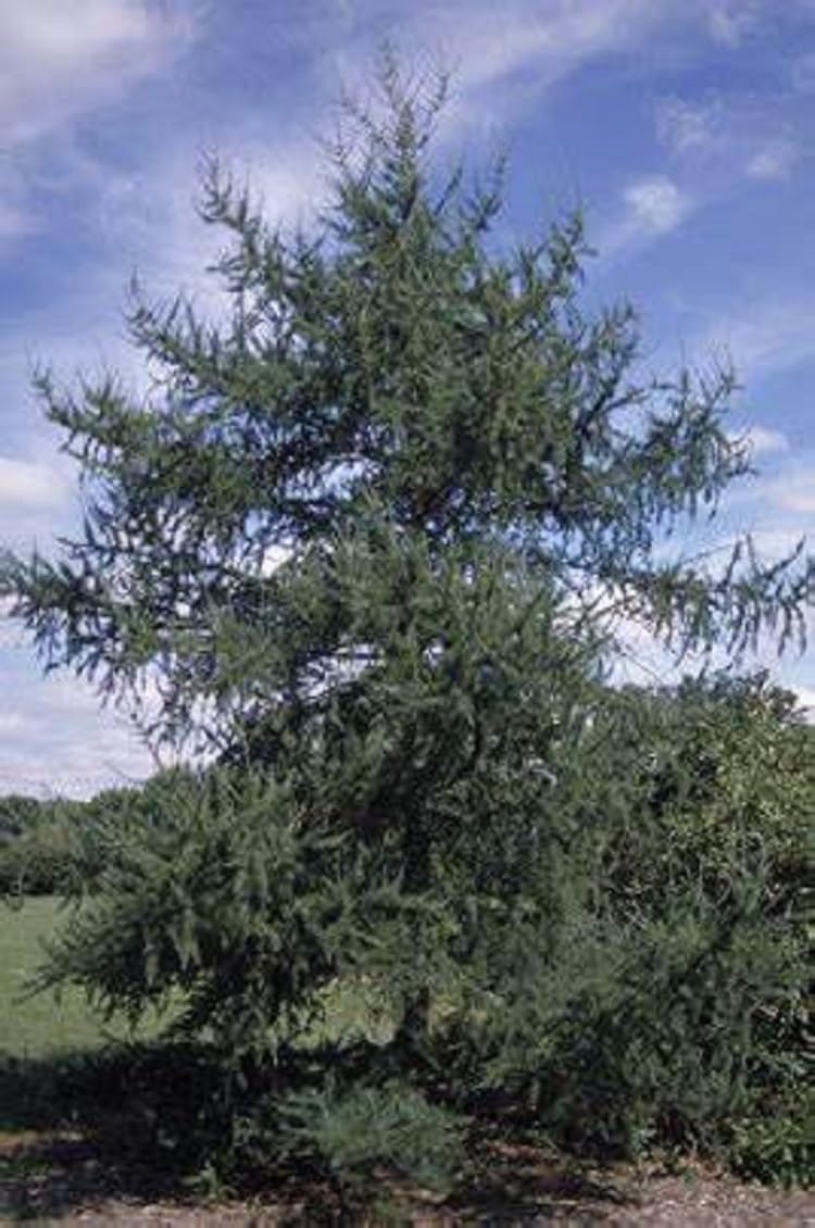 Amazon.com : Eastern Larch Tree Seeds, Pack of 5 : Patio, Lawn & Garden