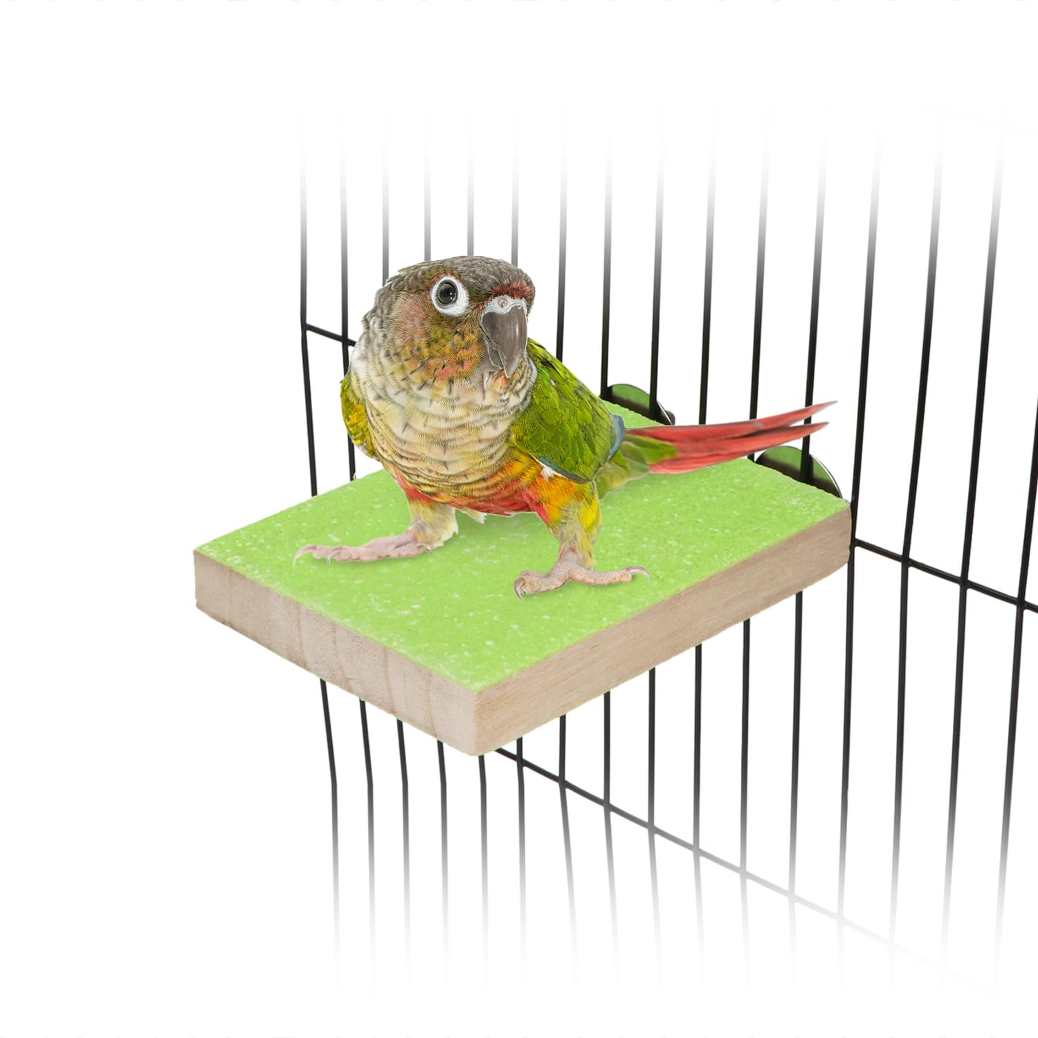Amazon.com : Hypeety Colorful Bird Perch Stand Platform for Parrot ...