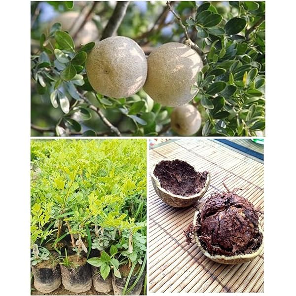 Thai Wood Apple Kot Bel Bael Bilva variety Grafted Fruit Live Plants ...