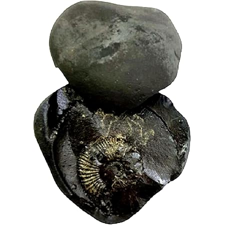 Global Original Mahakali Shaligram Shila Stone from Gandaki River in ...
