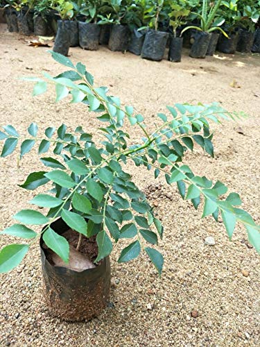 Creative Farmer Live Herbal Plant Curry Vepila Small Tree Rare Exotic ...