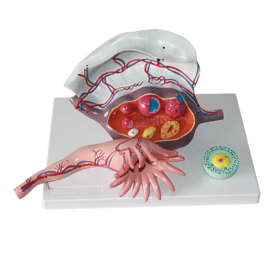 Buy Human ovarian magnification model, Uterus Model, Female ...