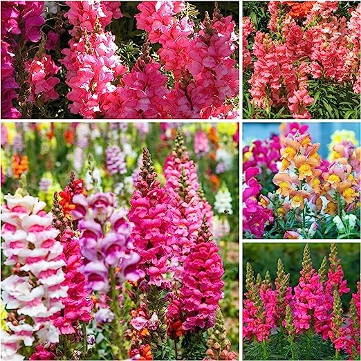 1000 Seeds Jumbo Pack -Snapdragon Flower Seeds For Planting in Garden ...