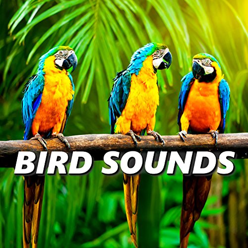 Play Bird Sounds by Bird Songs on Amazon Music