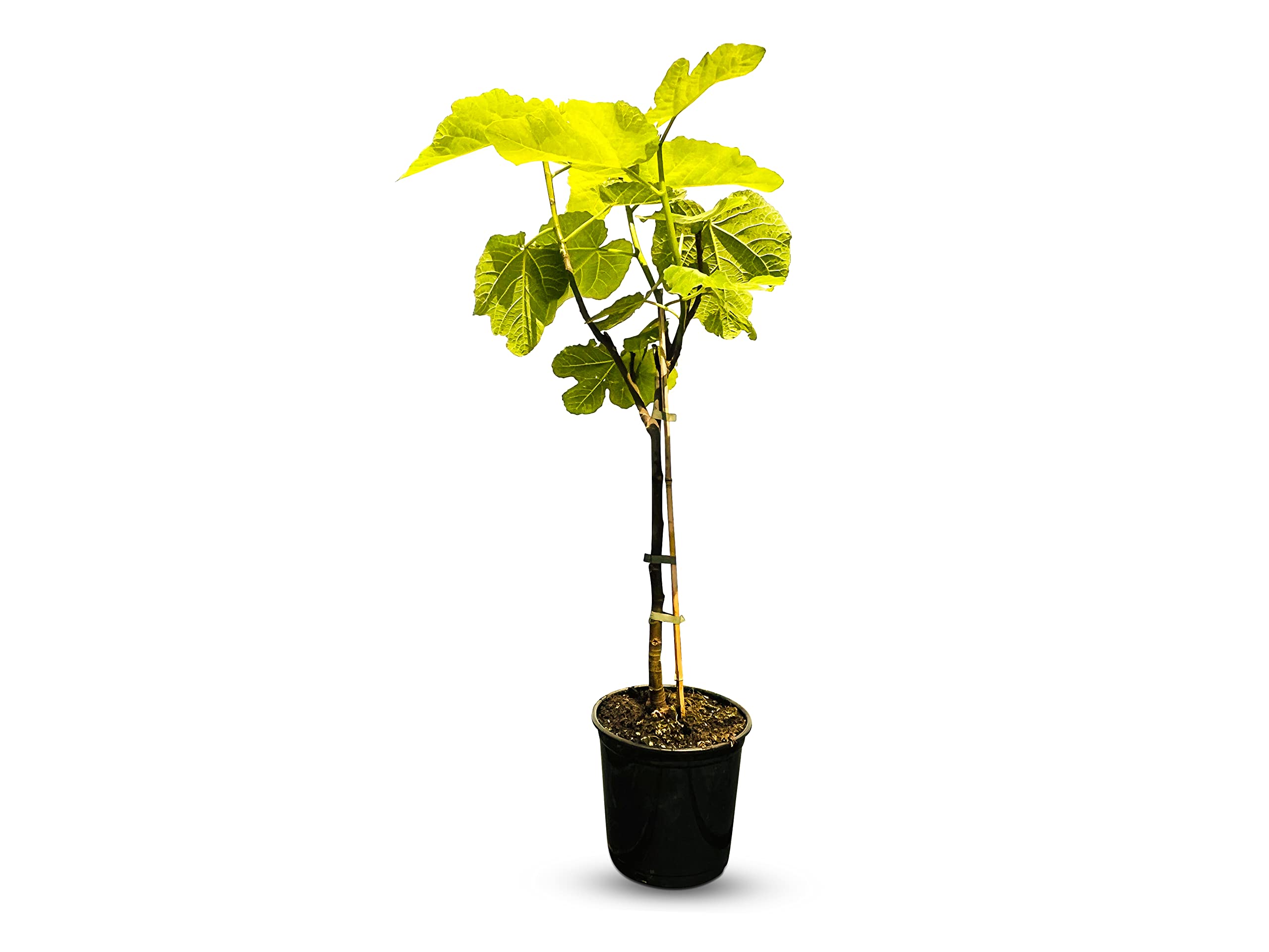 Higo Arbol Los Cuidados De La Higuera (árbol De Higos Y