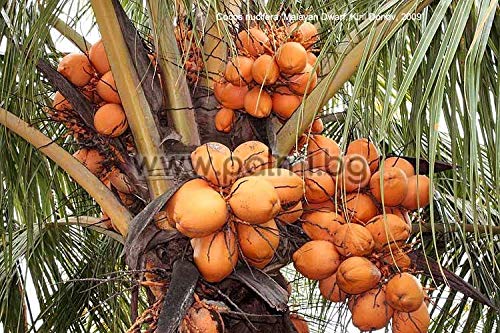 Arlo Gardens Live Plant - Hybrid Dwarf" Yellow Orange" Coconut Tree ...