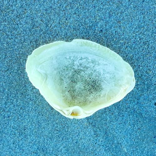 Amazon.com: Escape : Tony Drake: Digital Music