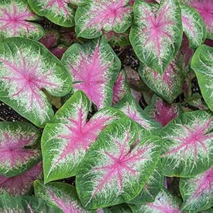Amazon.com : Votaniki Rosebud Pink Caladium Bulbs - Perennial Caladium ...