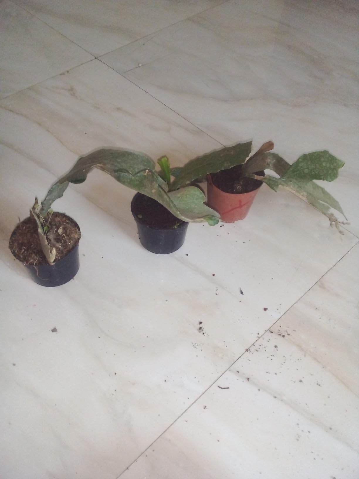 Rishika Rare Brahma Kamal/Night Queen (Red) Healthy plant with Pot Pack ...