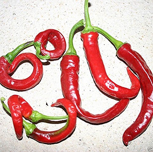 Amazon.com: Aji Cacho De Cabra,10 Seeds~ Use to Make "Merkén" a Popular ...
