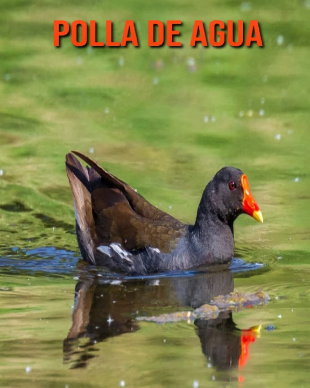 Buy Polla de agua: Libro para niños con imágenes hermosas y datos ...