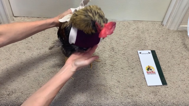 Watch How to Put the Tie-on Birdy Bra Crop Bra on Your Chicken on ...