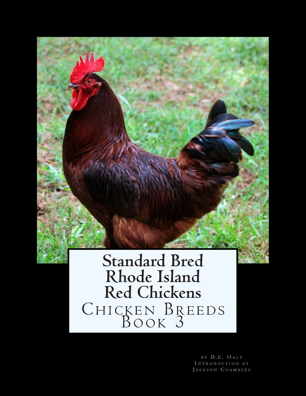 Rhode Island Red Chicken Breeders
