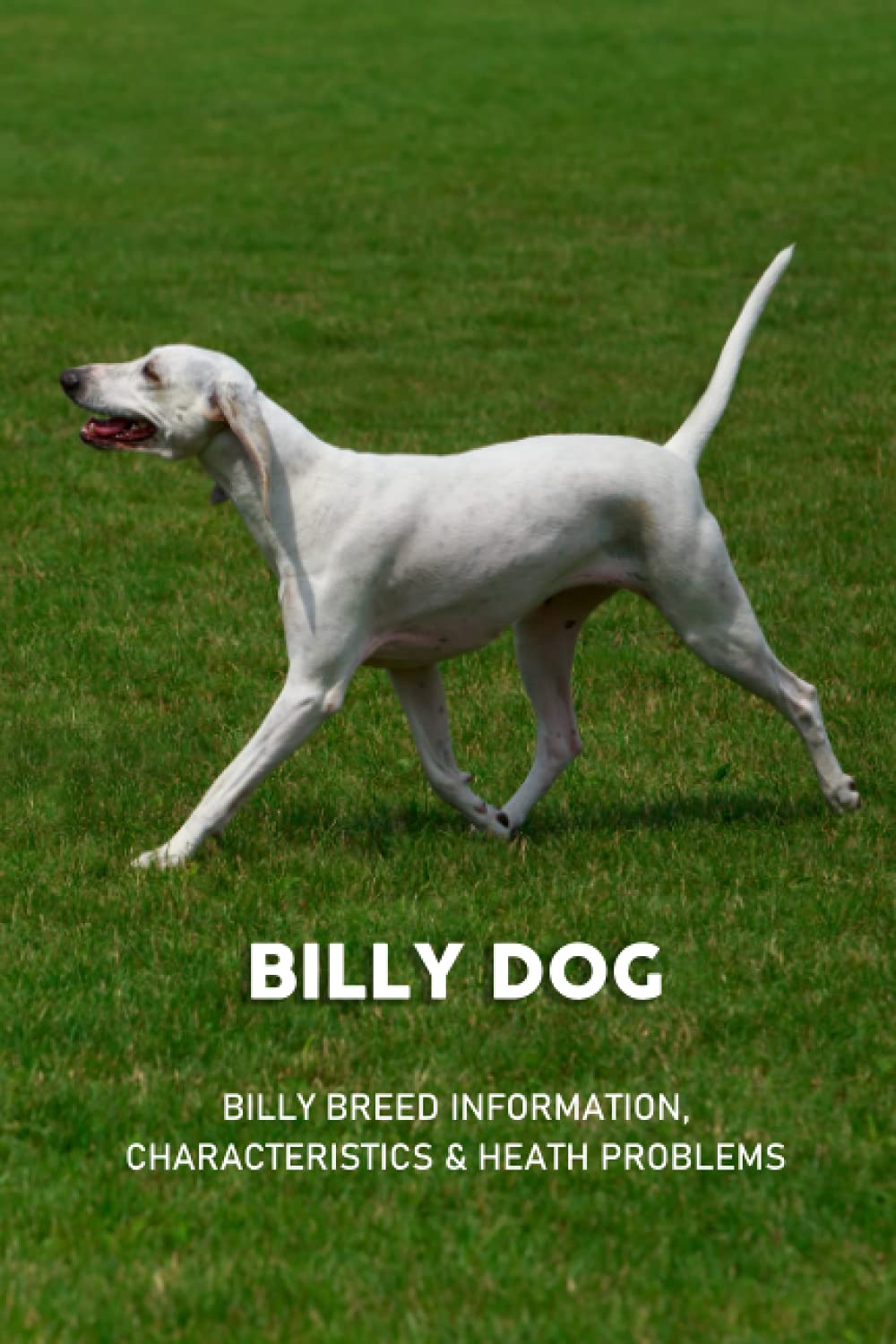 Billy Dog Billy Breed Information Characteristics Heath Problems Billy ...