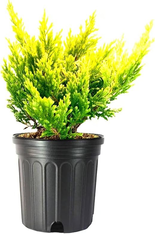 Amazon.com : Gold Lace Juniper - 3 Live Plants - Juniperus Chinensis ...