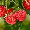 Amazon.com : Set 4 Red Raspberry Plants Live 5 to 8 Inch Tall, Red ...