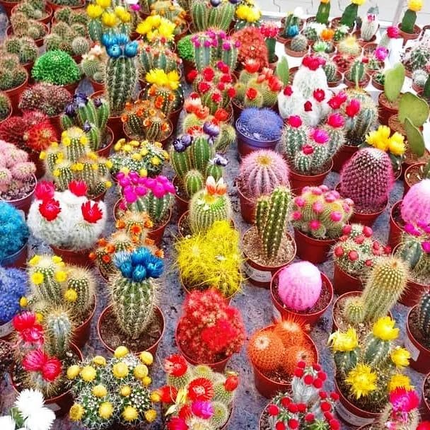 Amazon.com : KIRA SEEDS - Seeds Cactus Variety Mix - Succulents for ...