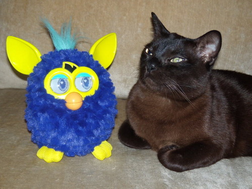 Amazon.com: Furby, Blue/Yellow : Toys & Games