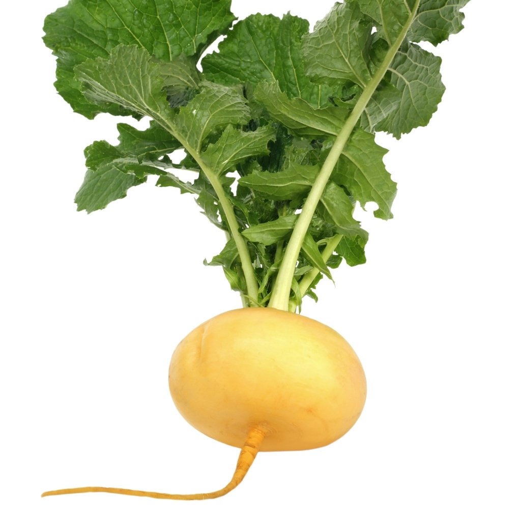 GROSEEDS - Vegetable Seeds, Turnip - Golden Ball, V-TUR-03, 1500 Seeds ...