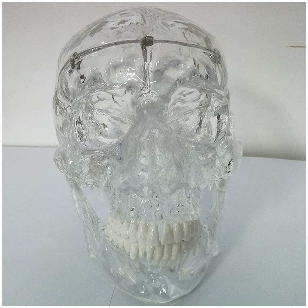 Buy Educational Model Human Skull Anatomy Model Removable 3 Part Skull ...