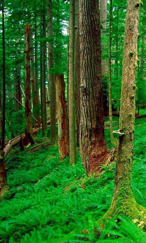 Live Wallpapers Forest Beautiful Forest Live Wallpaper