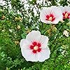 Amazon.com : Set 2 White Rose of Sharon Plants Live, Hibiscus Syriacus ...