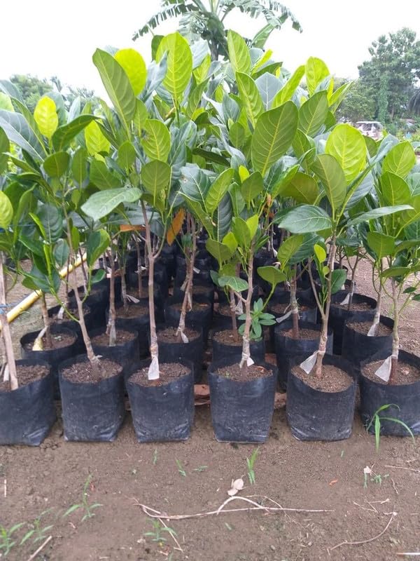 Dwarf jackfruit plants live 2 live plant : Amazon.in: Garden & Outdoors