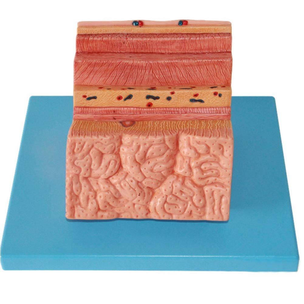 Buy Human Stomach Wall Model, Shows the Multilayered Structure of the ...