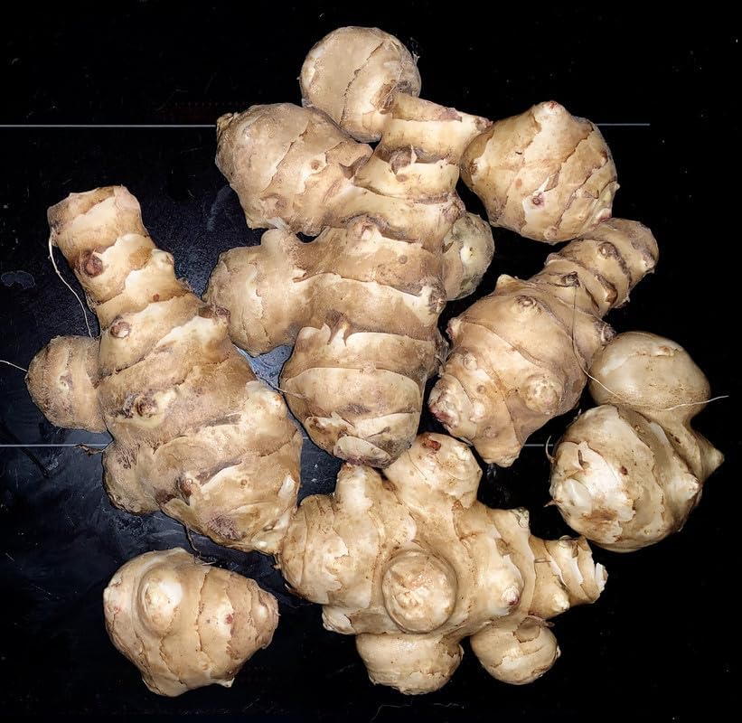 Amazon.com: Jerusalem Artichoke Tubers for Planting Outdoors, 1 Pound ...