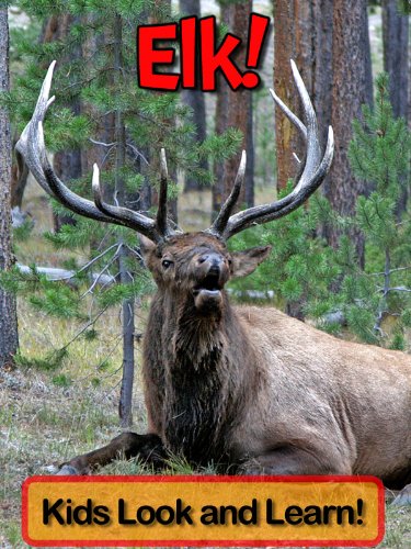 Elk! Learn About Elk and Enjoy Colorful Pictures - Look and Learn! (50 ...
