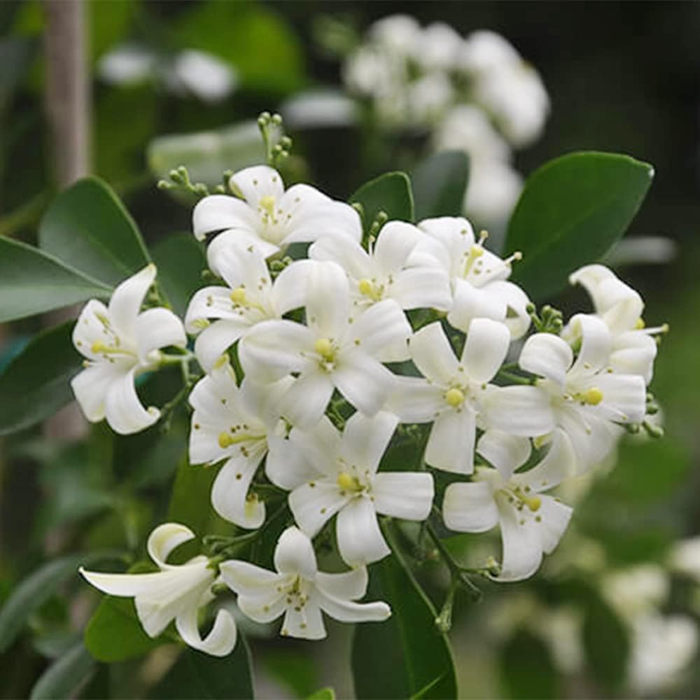 Amazon.com : Rare Scented Jasmine Flower Easy to Grow 5g Seeds : Patio ...