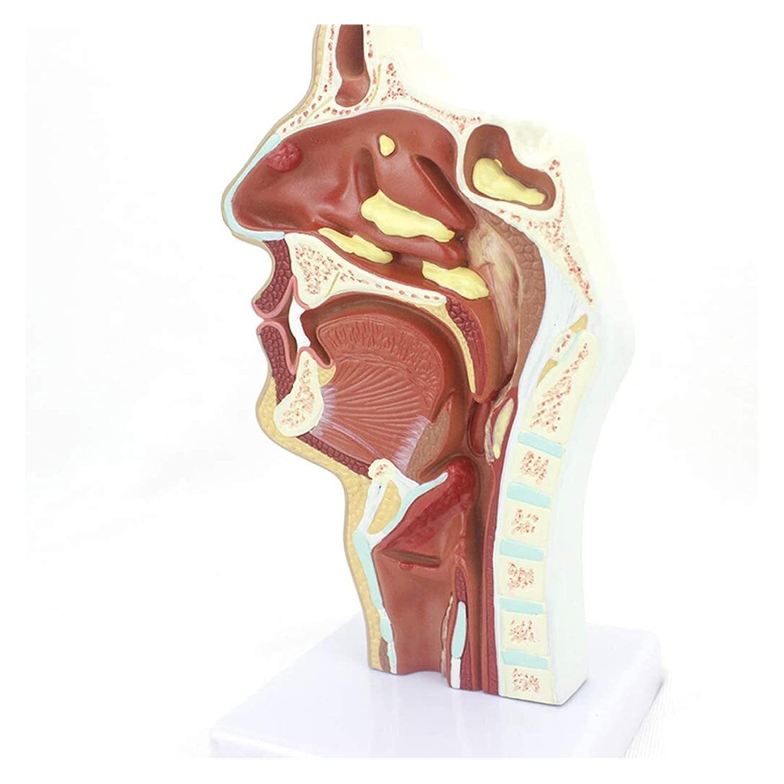 Nasopharynx Anatomi Nasopharynx | Complete Anatomy