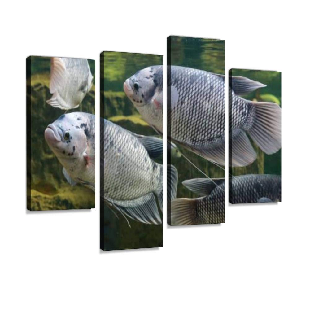 Giant Gourami In Pond