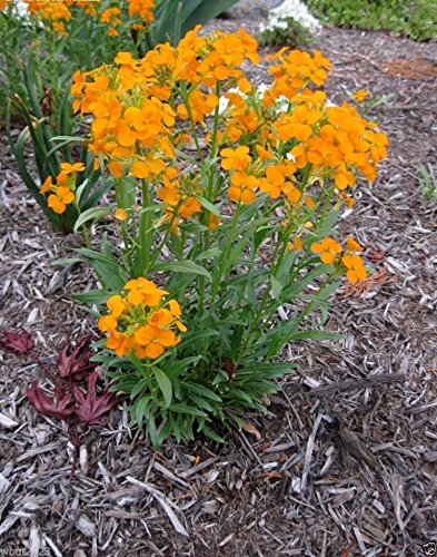 Erysimum - How to grow & care