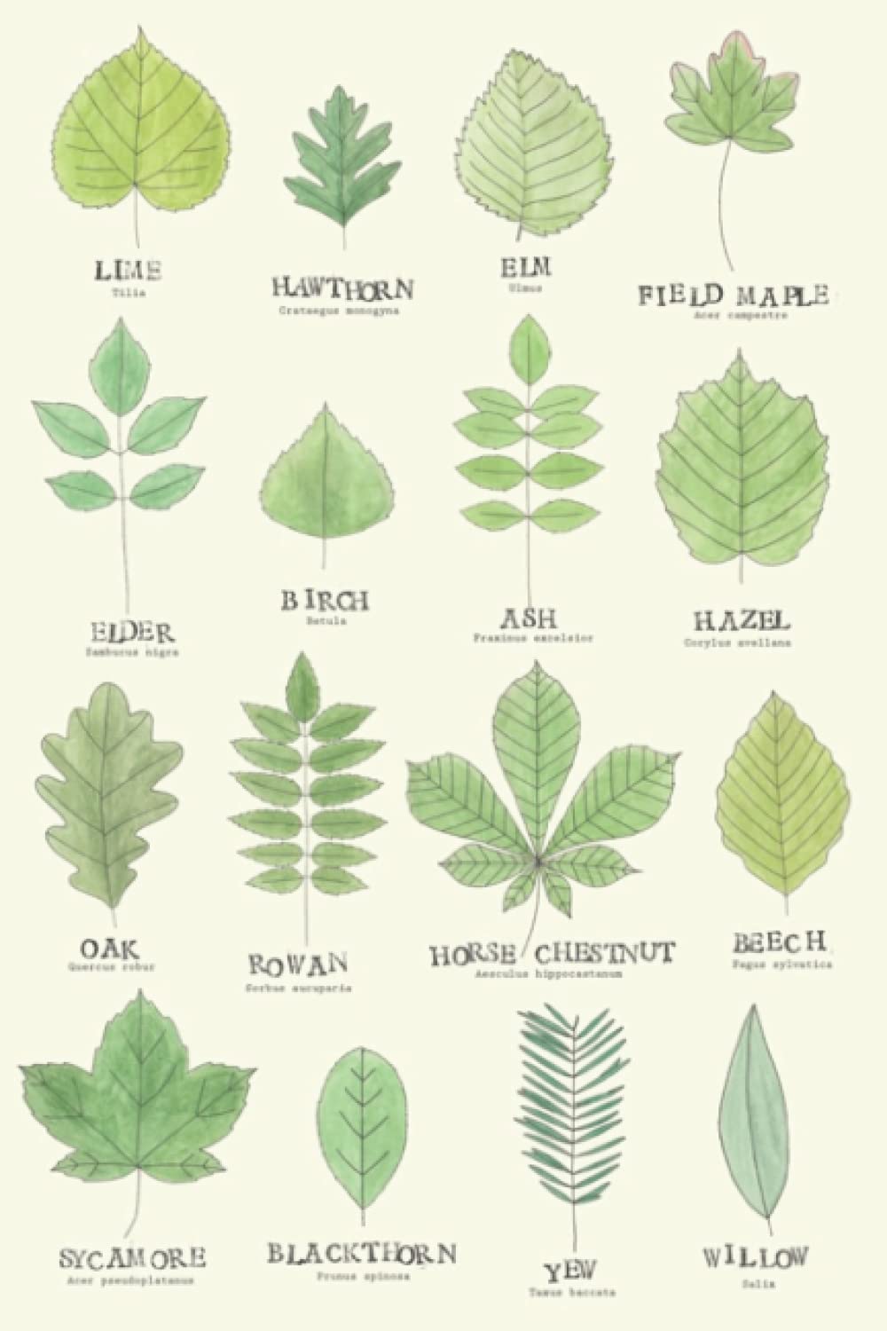 Elm Leaf Identification Chart