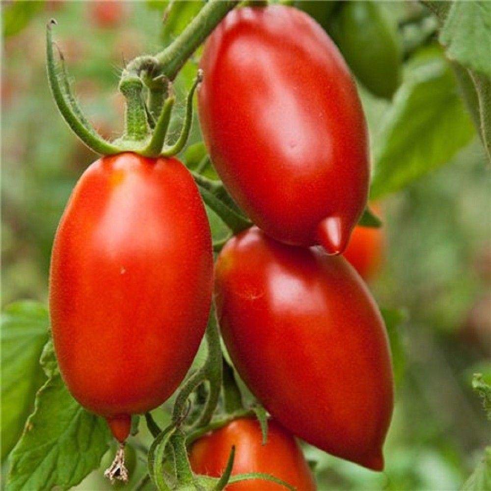 Amazon.com : Super Italian Paste Tomato Seeds - A Heirloom Variety from ...