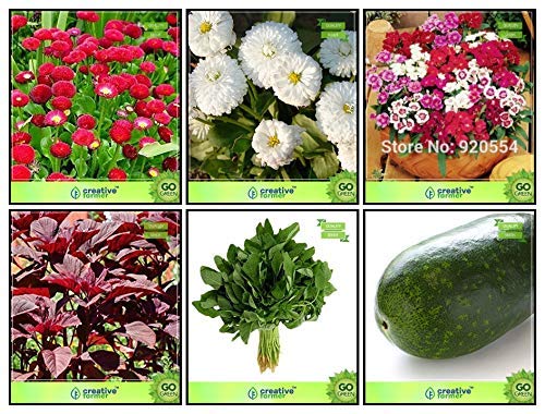 OhhSome Plant Seeds Combo Flower Seeds & Vegetable Seeds : Amaranthus ...